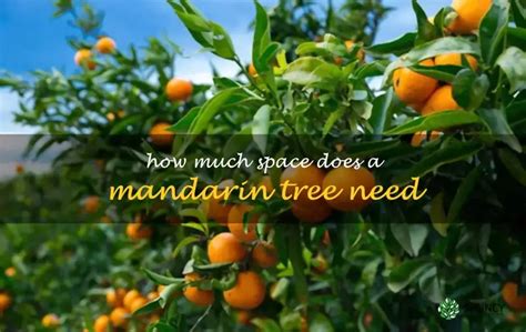 How Much Space Does A Mandarin Tree Need ShunCy