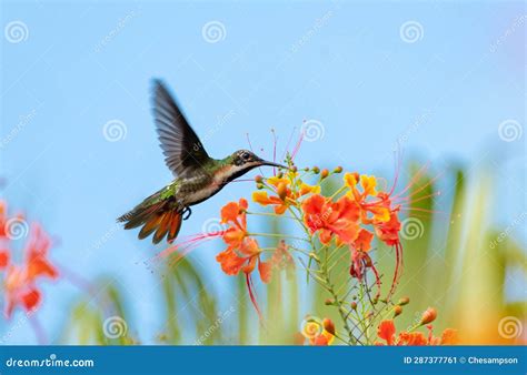 Black Throated Mango Hummingbird Feeding On Colorful Pride Of Barbados