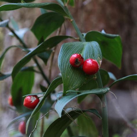 Keep Your Ruscus Hypophyllum Alive Light Water And Care Instructions