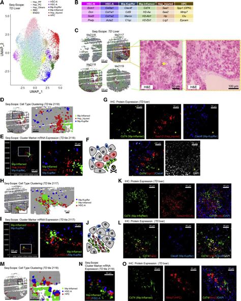 Microscopic Examination Of Spatial Transcriptome Using Seq Scope Cell