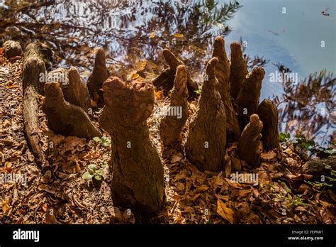 Tree Roots Growing Above Ground Stock Photo Alamy