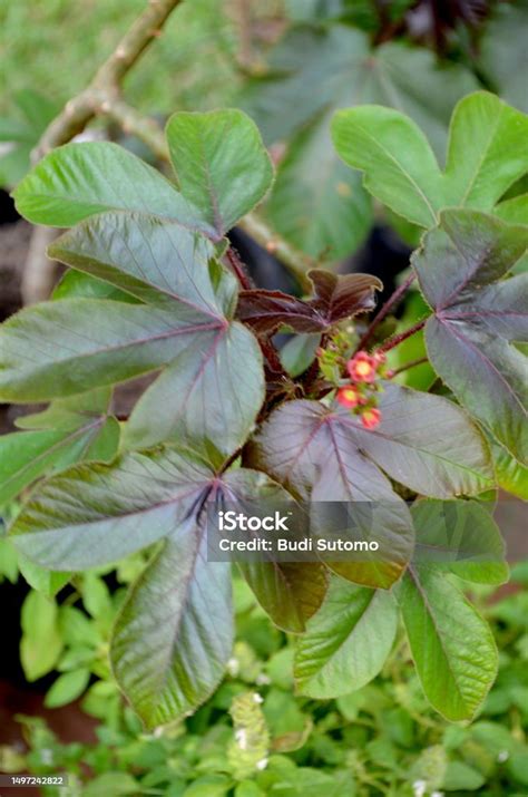 A Herbal Medicinal Plant Called Red Jatropha In Indonesia It Is Called