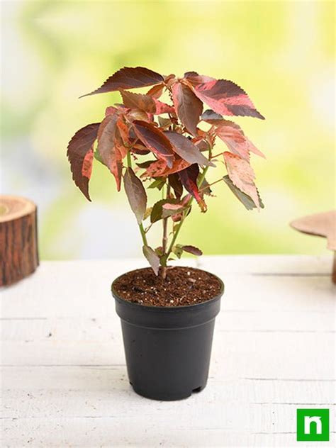Acalypha Wilkesiana Copper Leaf
