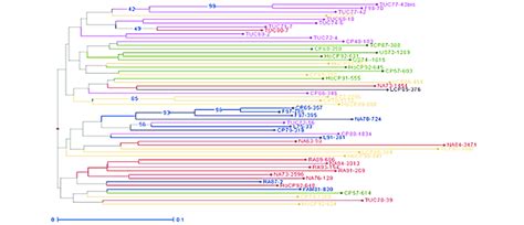 Upgma Dendrogram Jaccard Sqrt1 S Tree Was Constructed With All