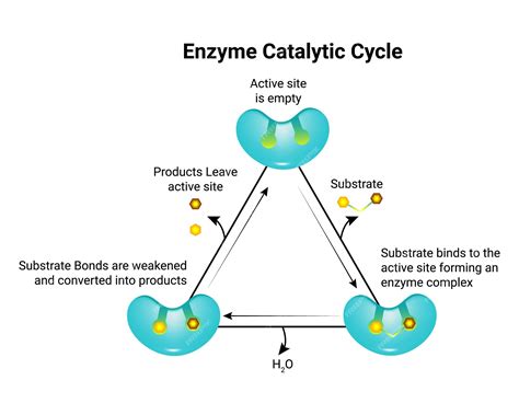 Premium Vector Enzyme Catalytic Cycle Active Is Empty Substrate Products Leave Active Site