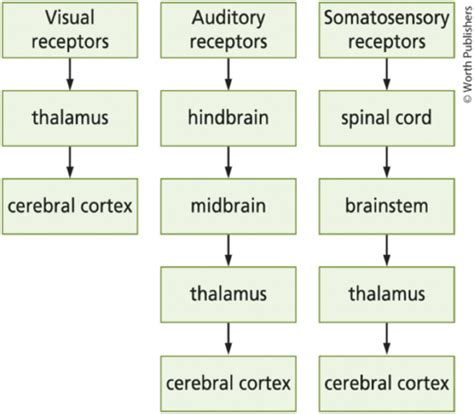 PSYC 375 FINAL Chapter 9 Flashcards Quizlet