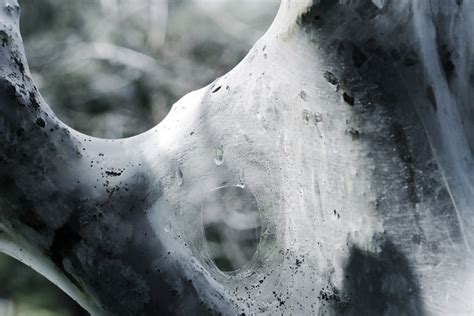 Branch Wood Cobweb Free Photo On Pixabay Pixabay