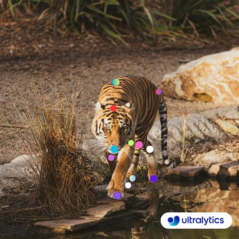 Pose Estimation On Custom Data Using Ultralytics Yolov8 Medium