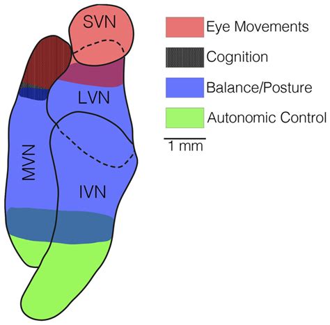A Horizontal Section Through The Vestibular Nucleus Complex In The Cat