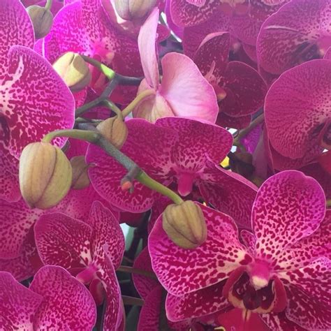 Sunquest Nursery Of South Florida Updated November 2025 8892 156th