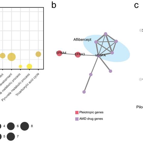 Functional Enrichment Of Pleiotropic Causal Genes And Drug