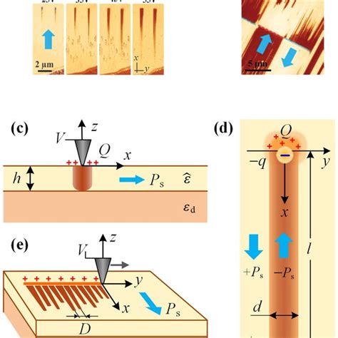 Electrostatic Potential Of The Tip Generated Field In The Ferroelectric