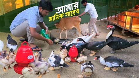 গভীর রাতে আমার সমন্বিত খামারে শেয়ালের আ ক্র ম ণ Sojib Brother Youtube