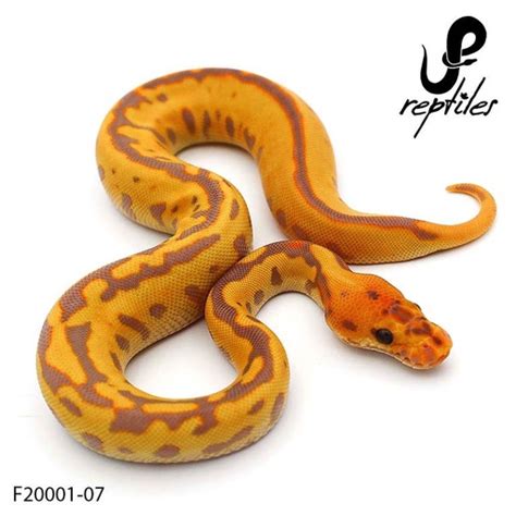 MorphMarket On Twitter Banana Batman Female Ball Python By J P Reptiles 7000 Snakes Herps