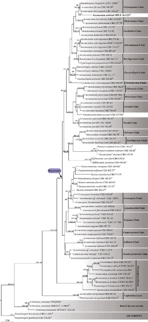 phylogram generated from maximum likelihood analysis based on lsu