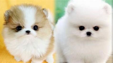 귀여운 아기 강아지 사진 이런 귀여움을 놓치지 마세요