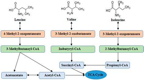 Branched Chain Amino Acids