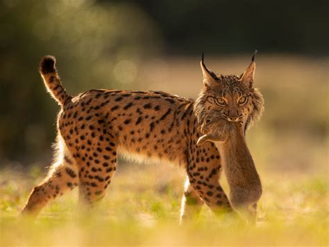 Iberian Lynx Returns From The Brink Of Extinction The Independent