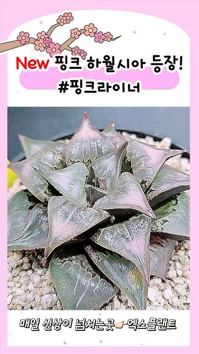 핑크하월시아 하월시아핑크라이너 Haworthia 다육이 다육식물 다육이라이브 다육 Succulent Plants 초보다육이 신상다육 희귀다육 예쁜