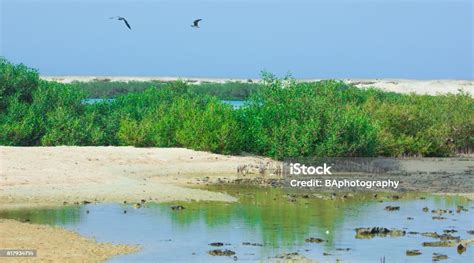 갈매기 비행 하 고 바다와 푸른 하늘 배경으로 바다 쪽으로 낚시 갈매기에 대한 스톡 사진 및 기타 이미지 갈매기 날기 물 Istock