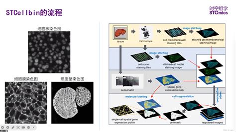 bgi stcellbin：动植物组织细胞分割 空间转录组gem转rds csdn博客