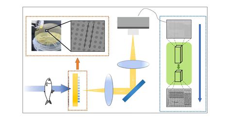 Da Hsfer Empowering High Performance Incoherent X Ray Scintillation Encoded Imaging With Deep