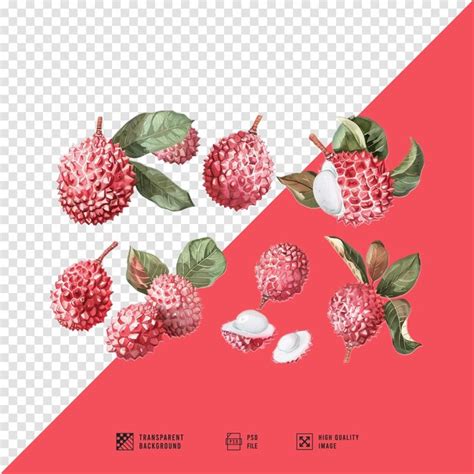 Image Of A Set Of Bundled Lychees Without Background In Hd Quality