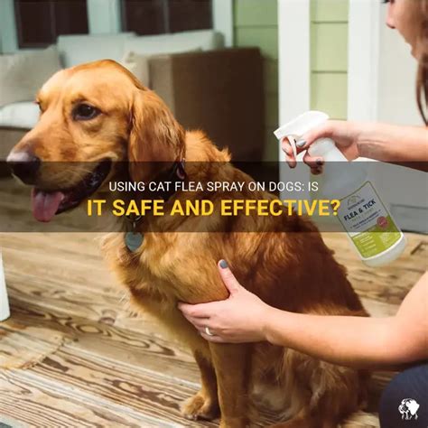 Using Cat Flea Spray On Dogs Is It Safe And Effective Petshun