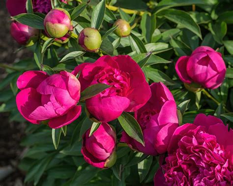 Photo Of The Closeup Of Buds Sepals And Receptacles Of Peony Paeonia