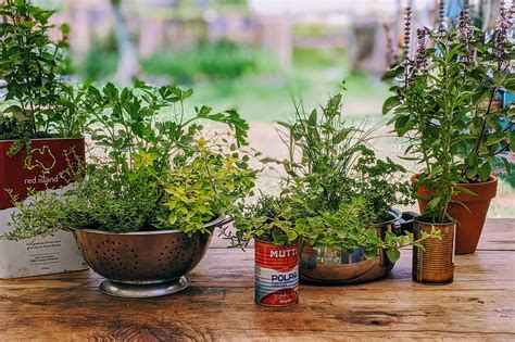 The Ultimate Guide To Growing Herbs In Pots Mudbrick Herb Cottage