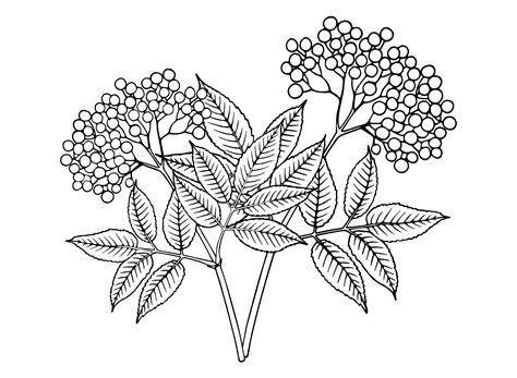 Elderberry Coloring Pages Free Printable Pdf And Online Coloring