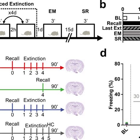 remote fear memory is efficiently attenuated by a spaced extinction