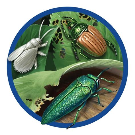 Mo Tree Shrub Protect Feed II Granules Bioadvanced