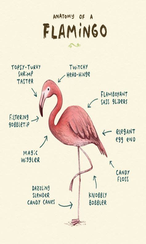 Pin By Heather Hope On For The Love Of Flamingo
