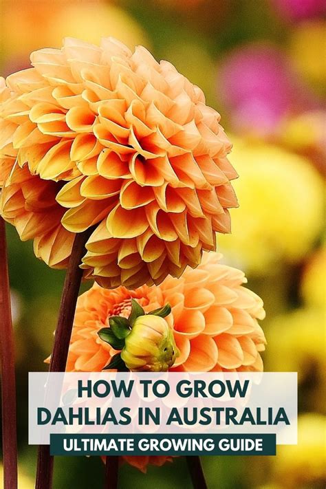 How To Grow Dahlias Aussie Growing Guide Artofit