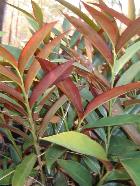 How To Grow And Use Australian Native Ginger My Aussie Roots