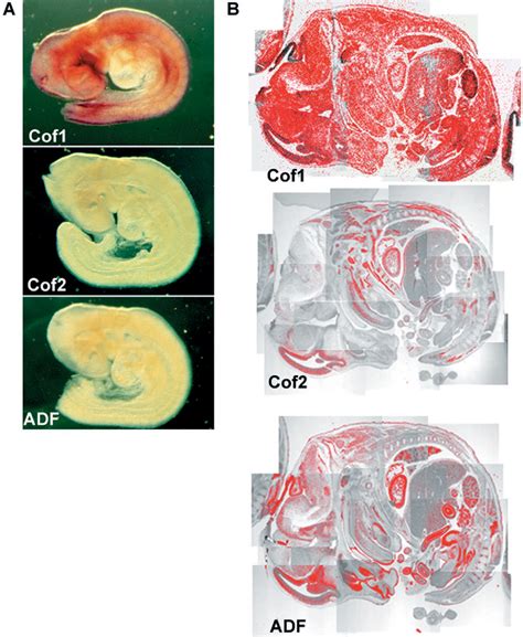 Figure 2 From The Three Mouse Actin Depolymerizing Factorcofilins