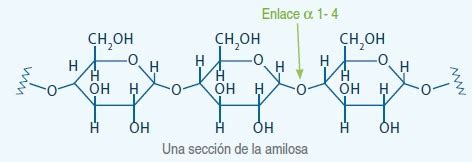 Polímeros En Plantas E Insectos Almidón Quimica Quimica Inorganica