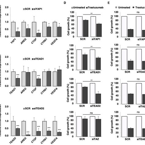 Yap1 Tead1 And Tead2 Regulate The Response To Anti Her2 Inhibitor Download Scientific Diagram