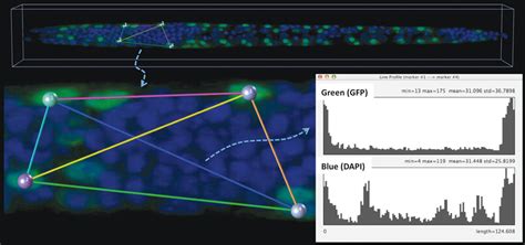Quantitative Measuring Of 3d Gene Expression Gradient In A C Elegans