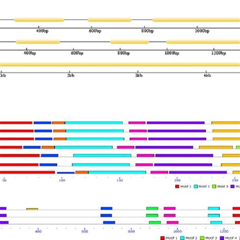 A Schematic Representation Of Intron Exon Distribution Of Cmprx2 1 Download Scientific