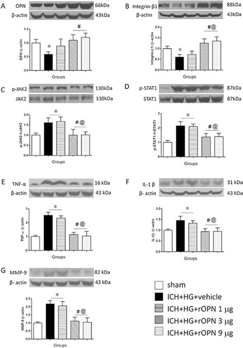 Osteopontin Attenuates Inflammation Via Jak2 Stat1 Pathway In