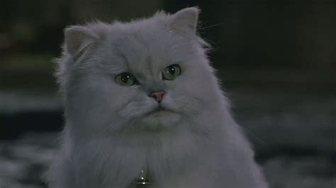 Snowbell Cat Stuart Little Snowbell Cat Stuart Little