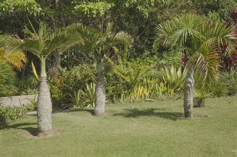 16 Different Palm Tree Varieties For Every Landscape