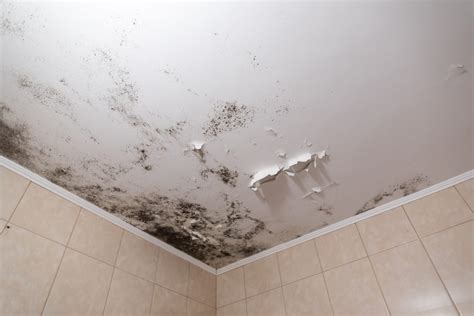Is Mold In Bathroom Ceiling Harmful The Shocking Truth