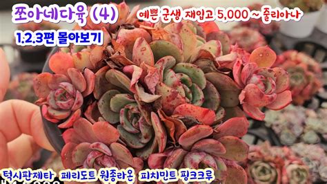 쪼아네다육 4 123편 몰아보기 예쁜 다육이 착한가격 5000 통통한 짚시금 Youtube