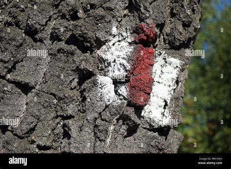 White And Red Mark On The Tree Stock Photo Alamy