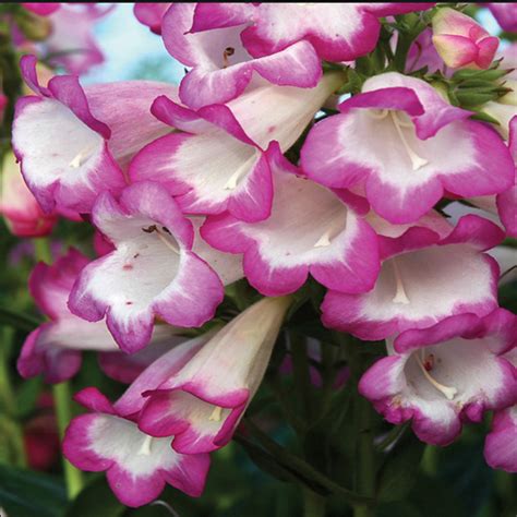 Cazip Fiyata Laura Pensham Penstmon Çiçeği Fidesi