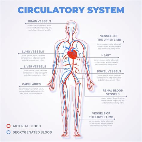 Circulatory System Anatomy