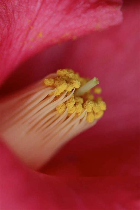 Gallery Tantalizing Images Of Plant Sex Live Science